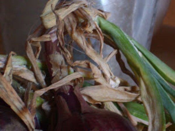 Trancio di pesce spada con dadolata di pomodoro - Ricetta Petitchef